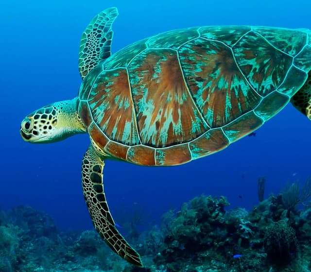 Discover Roatan | Turquoise Bay Dive Resort